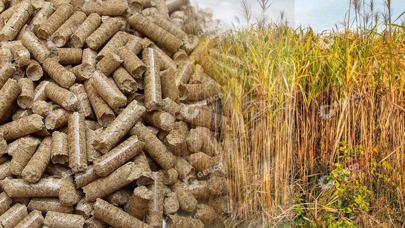 Vietnam‘s Elephant Grass high CO2 absorption + Biomass Fuel crop for ...
